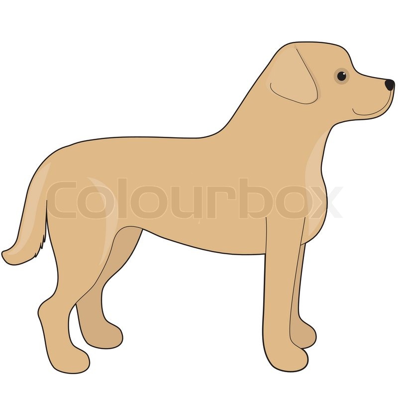 A cartoon illustration of a Labrador ... | Stock Vector | Colourbox
