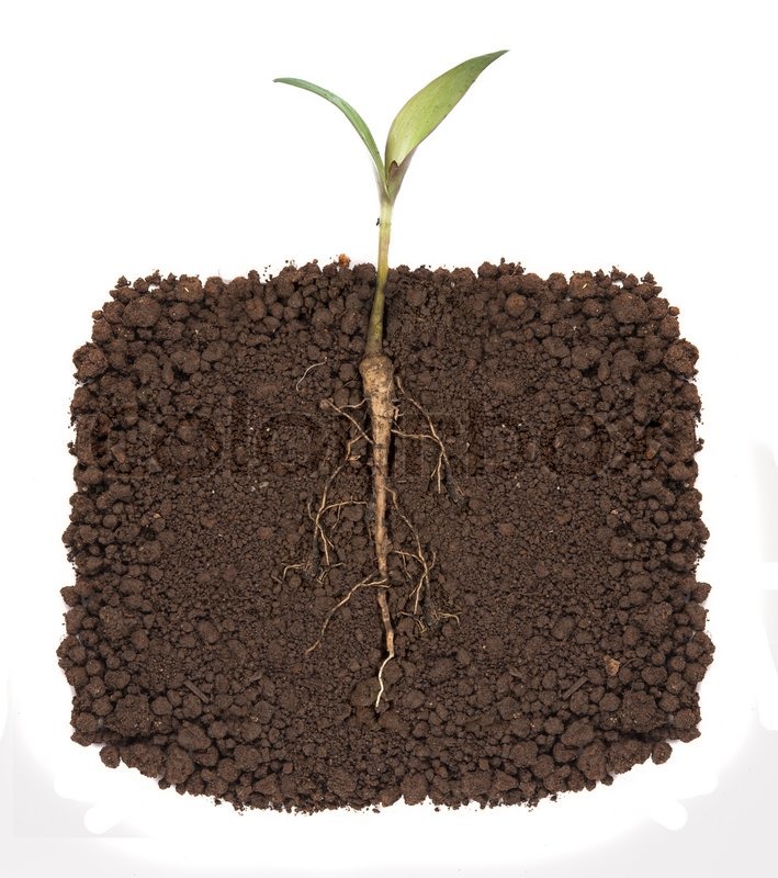 Young plant with exposed roots in soil | Stock image | Colourbox