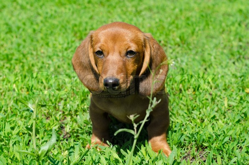 Dackel | Stock Bild | Colourbox