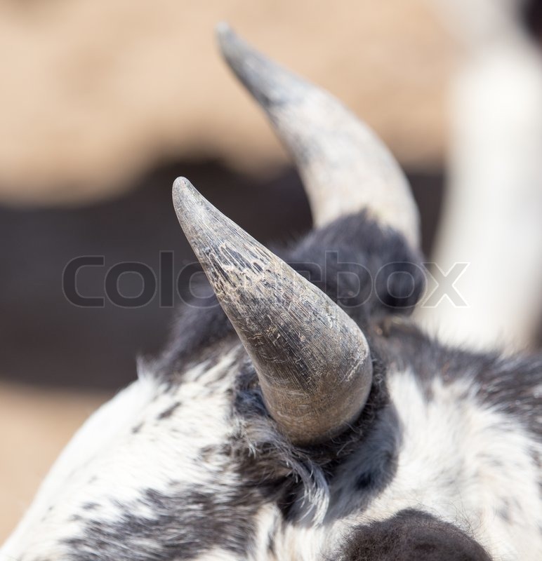 Cow horns | Stock image | Colourbox