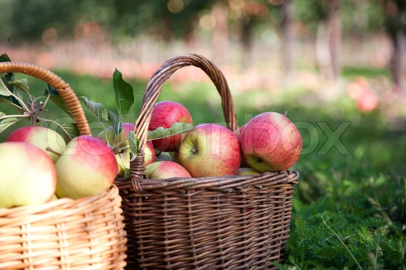 Autumn scene - fresh apples in baskets | Stock image | Colourbox