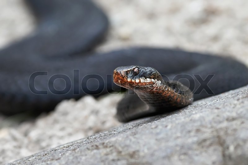 Common European Black Adder resting and ... | Stock image | Colourbox