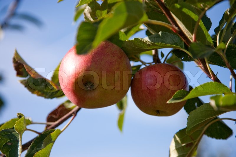 Autumn scene - apple tree in an apple ... | Stock image | Colourbox
