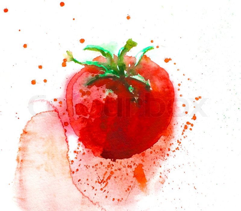 Tomato watercolor style | Stock image | Colourbox