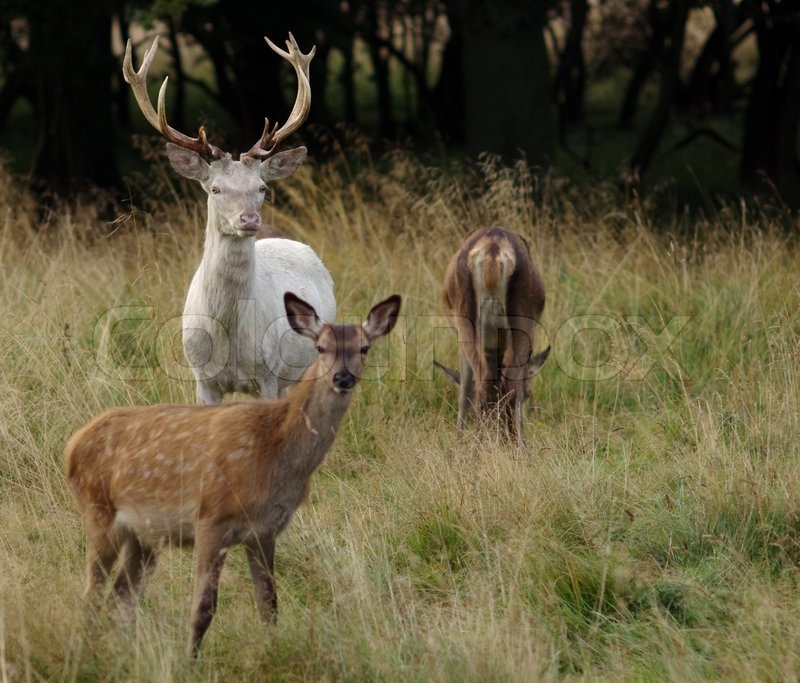 White stag and females | Stock foto | Colourbox