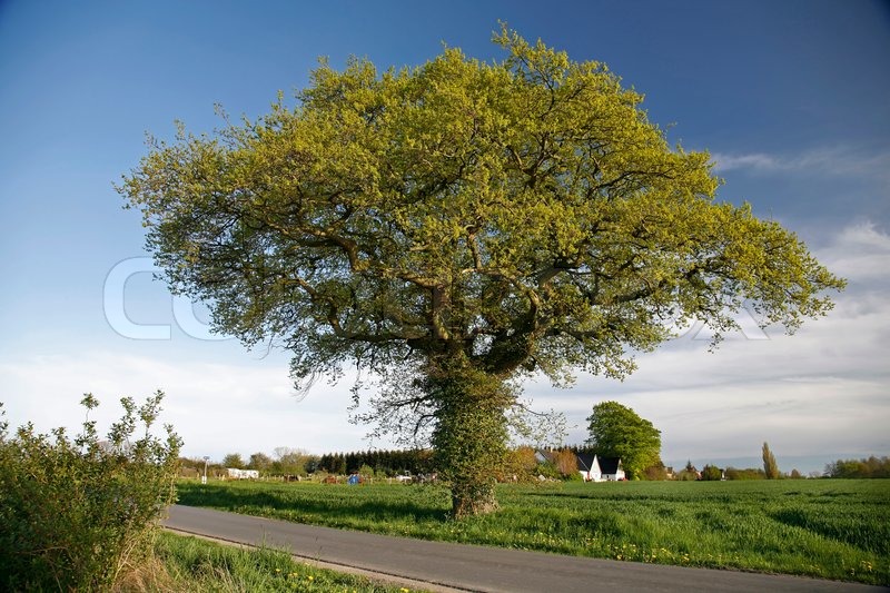 Most Beautiful Oak Tree Live Oak Tops The List Of Best Oak Trees Of