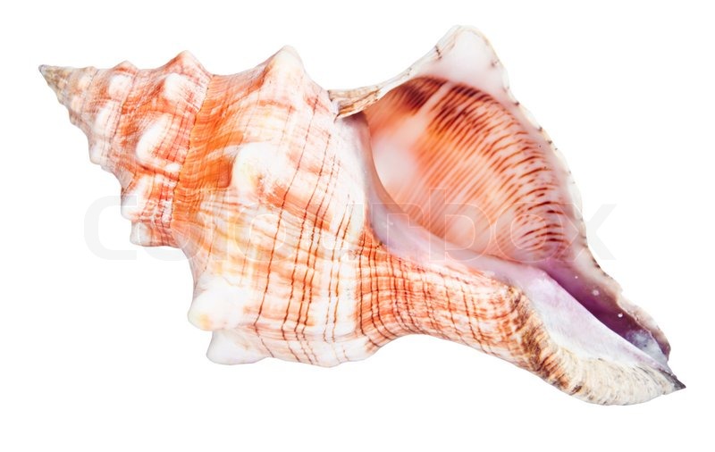 Conch marine seashell shell on white ... | Stock Photo | Colourbox