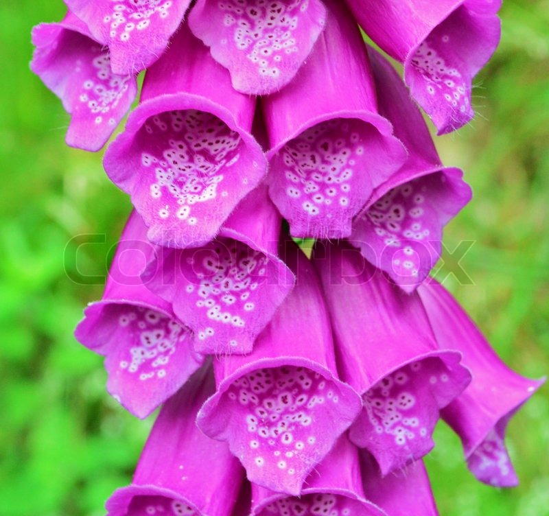 Close-up image of colourful Foxglove ... | Stock Photo | Colourbox