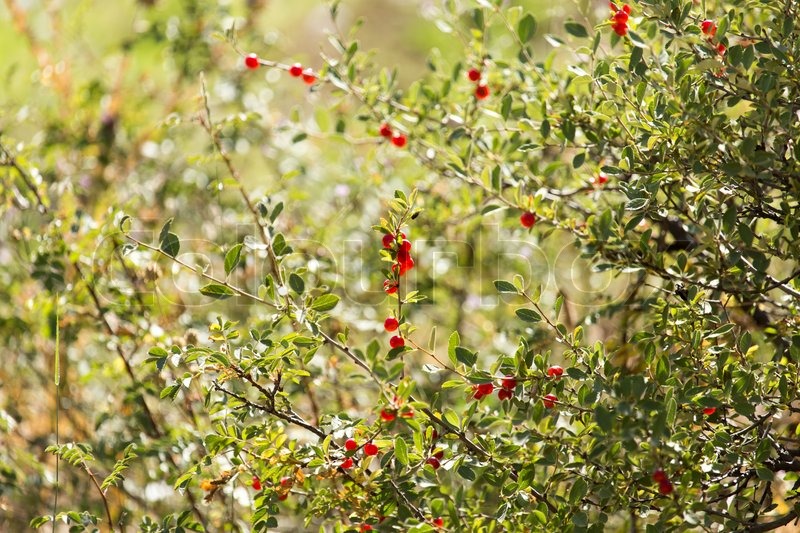 Wild red berry on the nature | Stock image | Colourbox