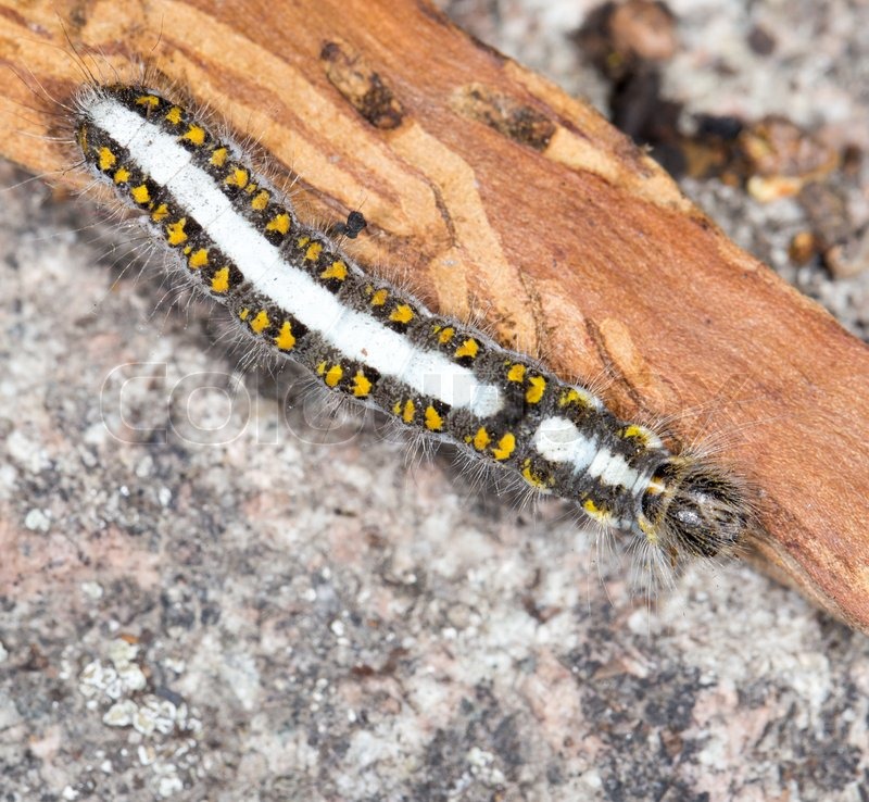 Caterpillar in nature. close-up | Stock image | Colourbox