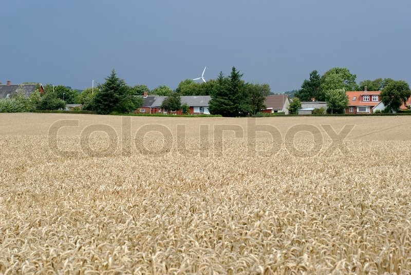 Danish wheat field landscape with ... | Stock image | Colourbox