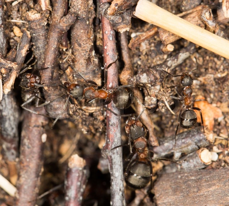 Ant in nature. close-up | Stock image | Colourbox