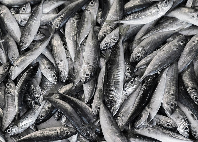 Fish catch background | Stock image | Colourbox