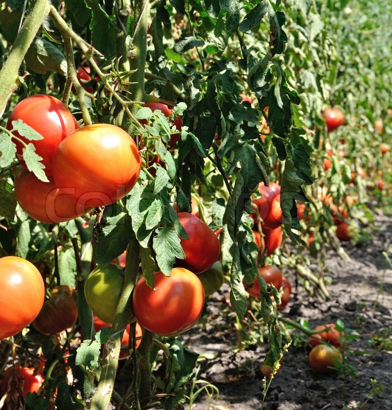 Three big red tomatoes starting a row ... | Stock image | Colourbox