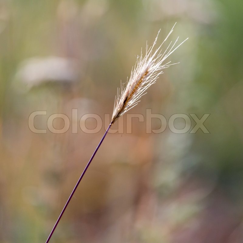 Spike grass in nature | Stock image | Colourbox