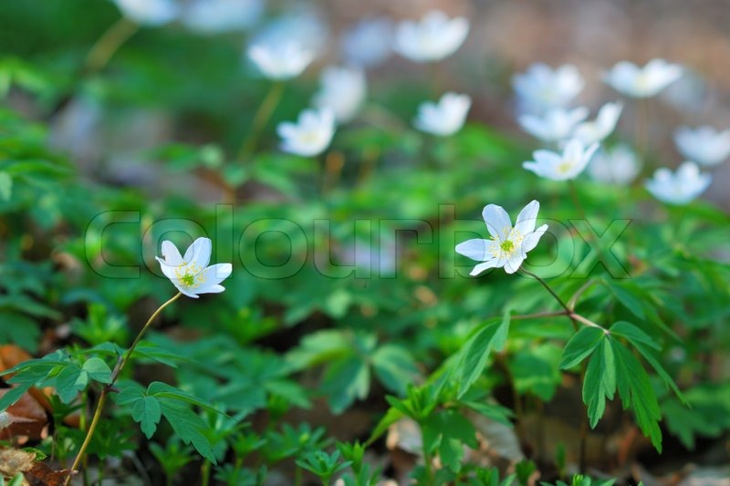 Weißer Wald Wildblumen blühen im ... | Stock Bild | Colourbox