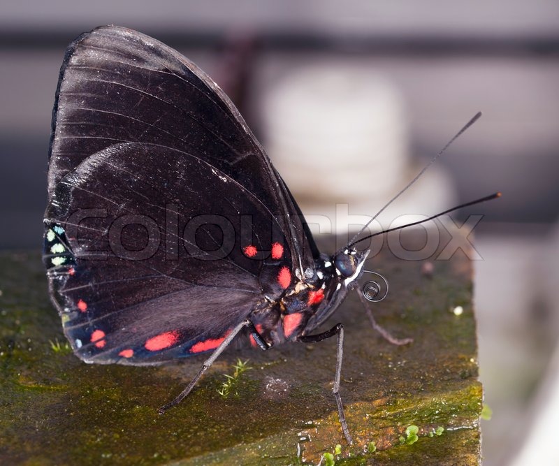 Red spoted black tropical butterfly | Stock Photo | Colourbox