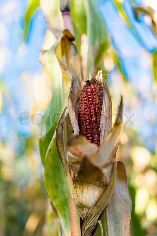 Ripe corn growing in the field | Stock image | Colourbox