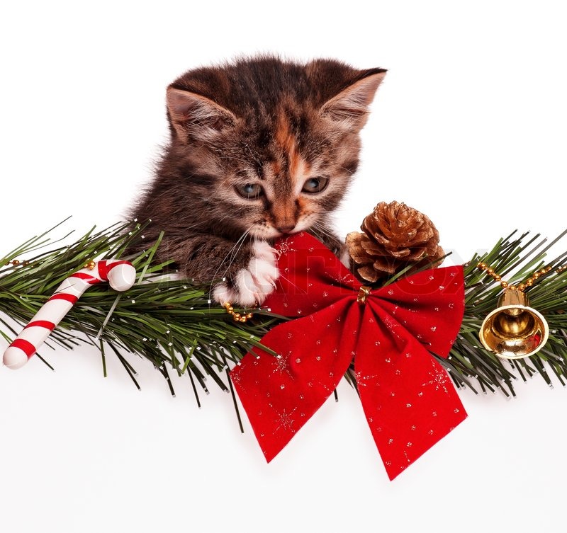 Portrait of cute christmas kitten with ... | Stock image | Colourbox