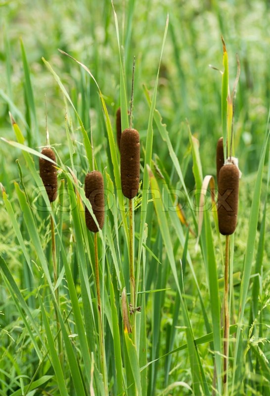 Cattails are wetland plants with a unique flowering spike, flat blade ...