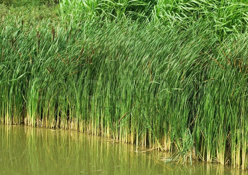 Siv vokser sammen dam | stock foto | Colourbox