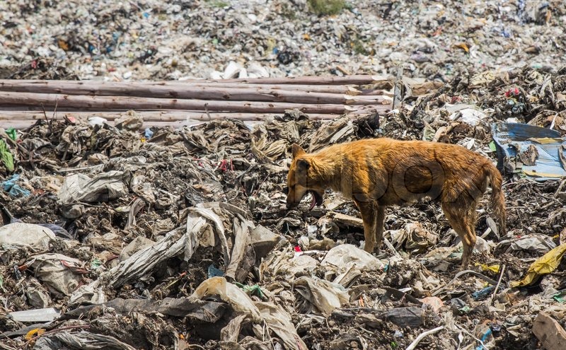 Dogs live in garbage | Stock image | Colourbox