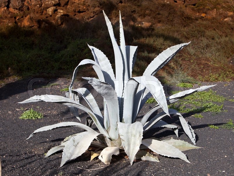 Agave | Stock Photo | Colourbox