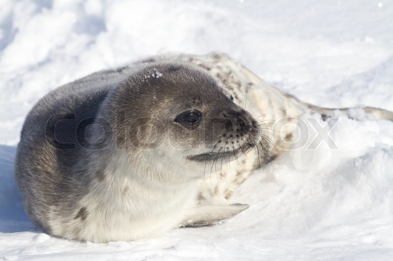 Snow Seal Pup