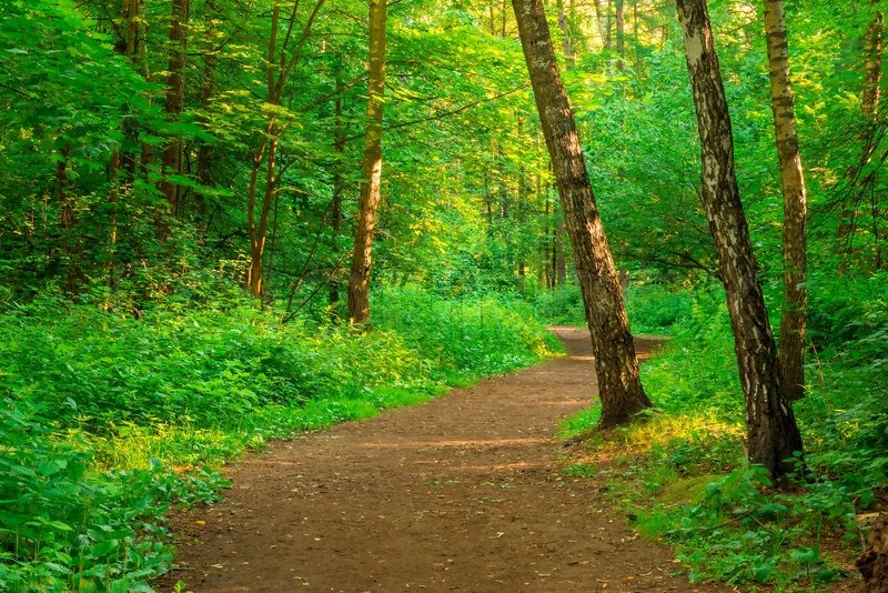 Path in an empty summer forest in the ... | Stock image | Colourbox
