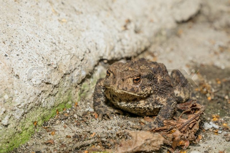 Toad sitting on the ground next to a ... | Stock image | Colourbox