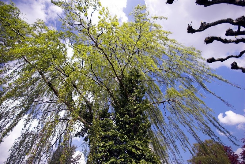 Birke im Frühling. | Stock Bild | Colourbox