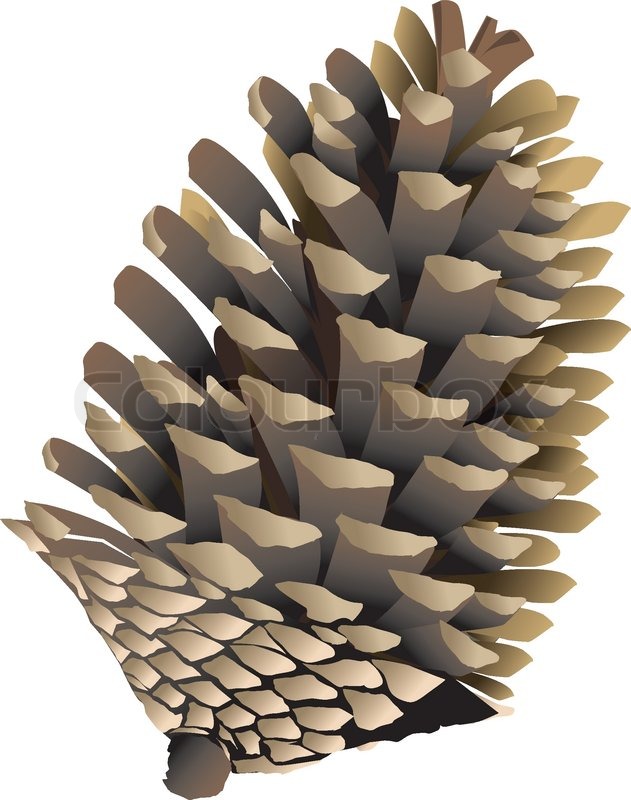 Zapfen | Stock-Vektor | Colourbox