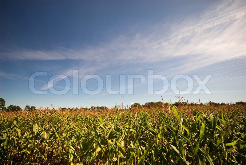 Maize field landscape from Denmark. | Stock image | Colourbox