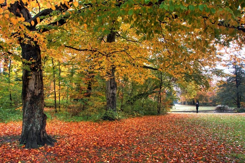 "autumn in the park" | Stock image | Colourbox