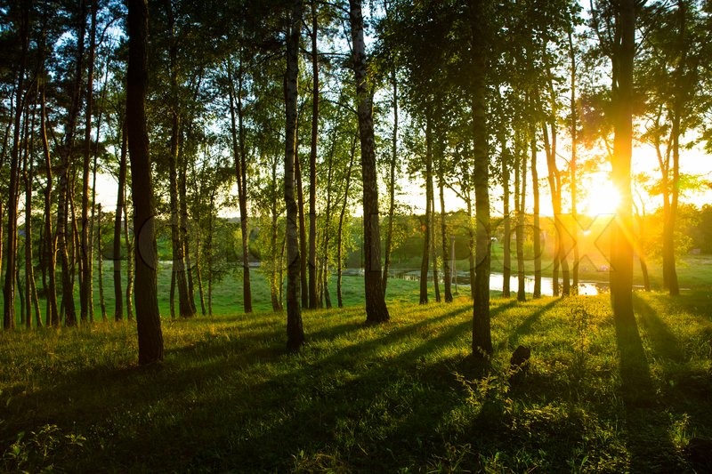 Beautiful Forest Sunset