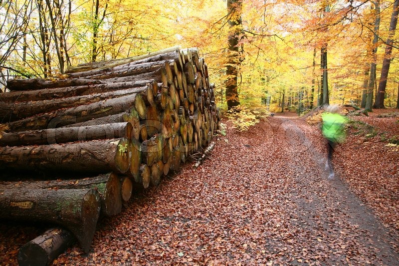 Beautiful danish forest in autumn: ... | Stock image | Colourbox
