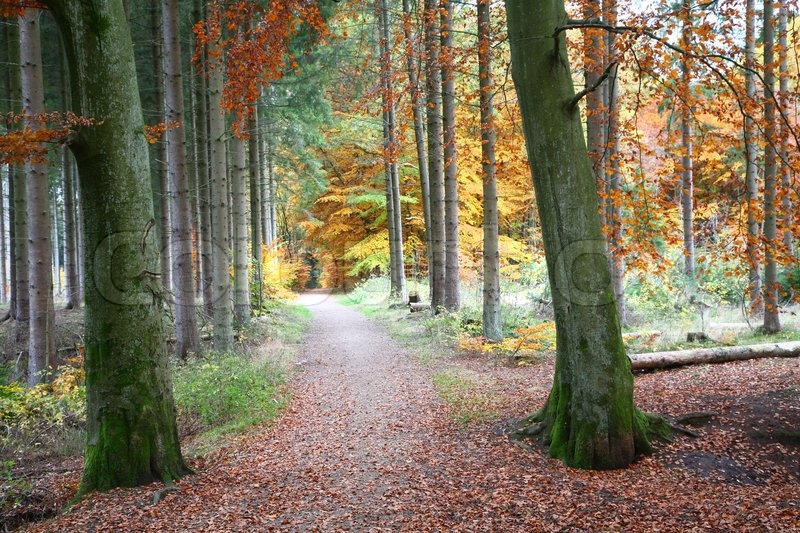Beautiful danish forest in autumn: ... | Stock image | Colourbox