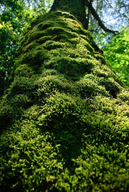 Trunk of an old tree densely covered ... | Stock image | Colourbox