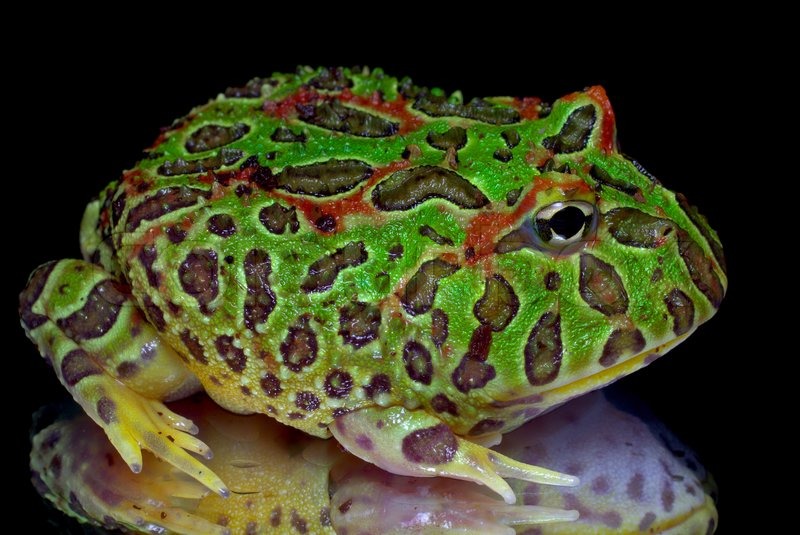 wide, sensual mouth seemed to carry a reckless invitation to any man ...