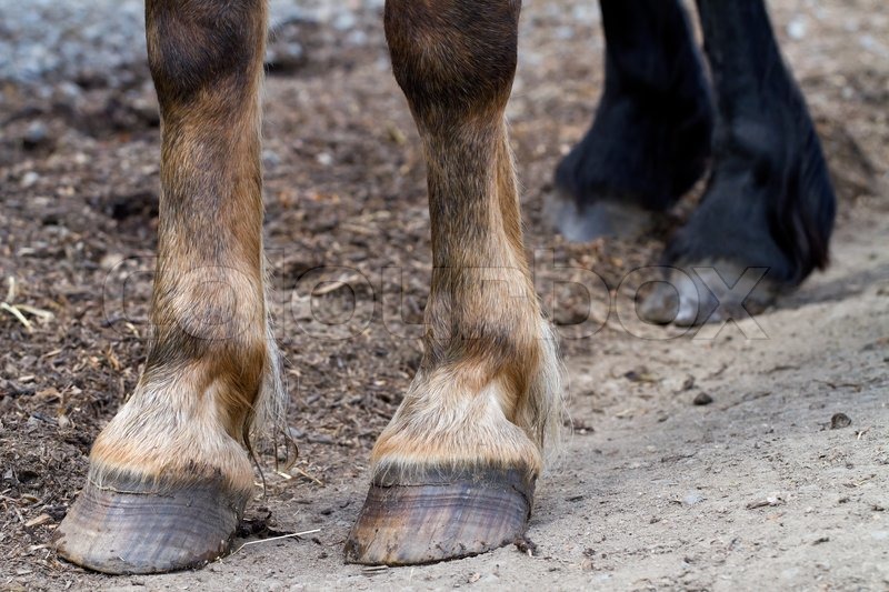 Rear hooves horse | Stock image | Colourbox