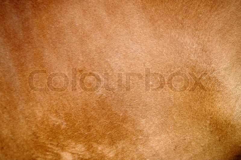 Close-up of textured pelt from a brown ... | Stock image | Colourbox