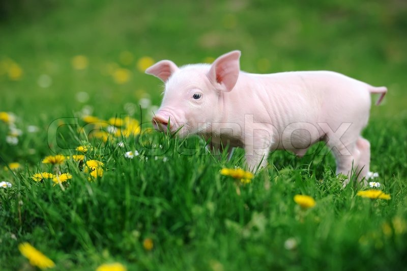 Young pig in a spring green grass | Stock image | Colourbox