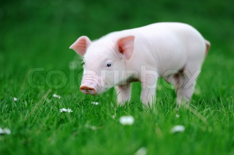 Young pig in a spring green grass | Stock image | Colourbox