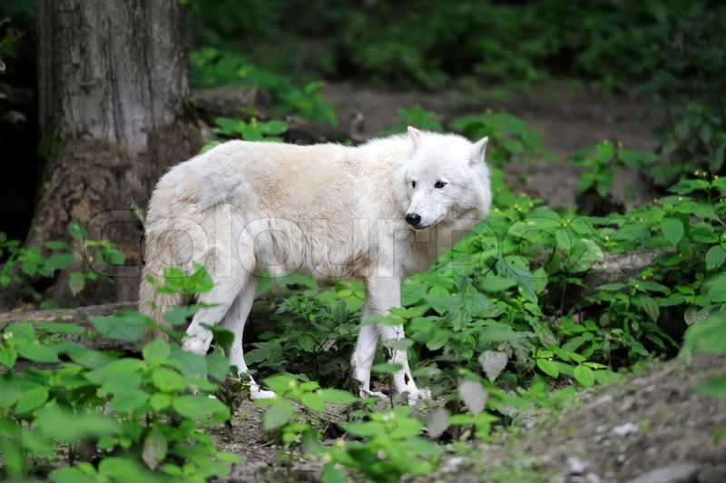 Arctic Wolf (Canis lupus arctos). Polar ... | Stock image | Colourbox