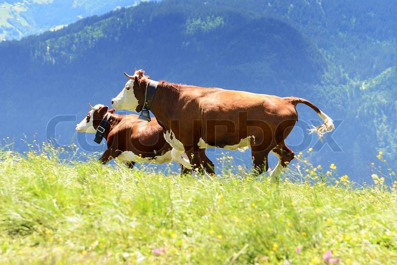 Happy cow running and jumping out of ... | Stock image | Colourbox