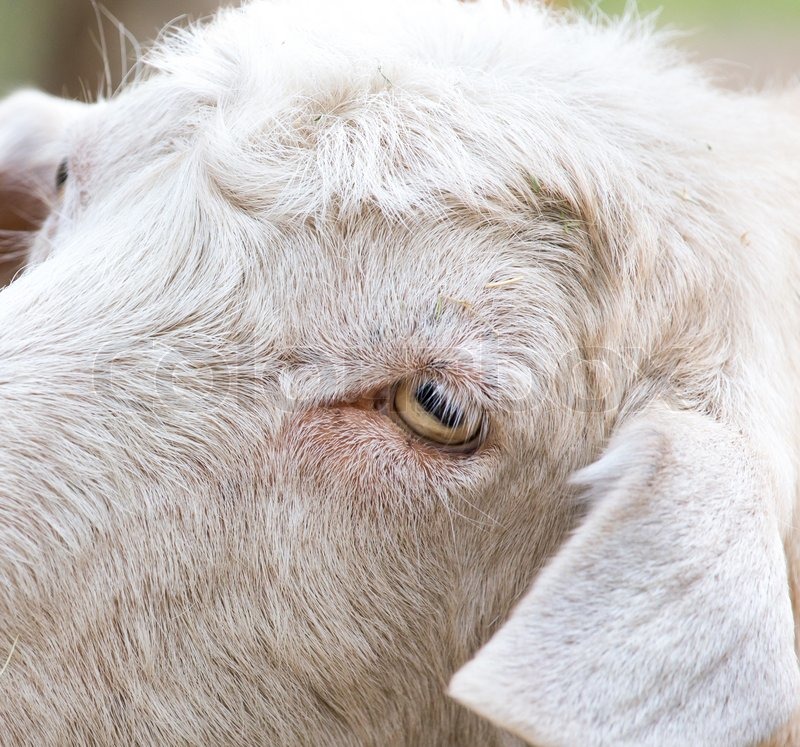 Eye ram | Stock image | Colourbox