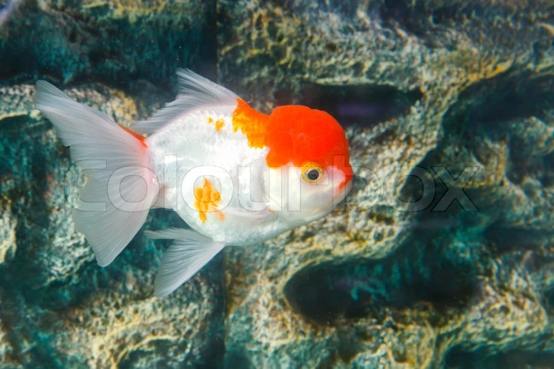 Close up golden fish in home aquarium | Stock Photo | Colourbox