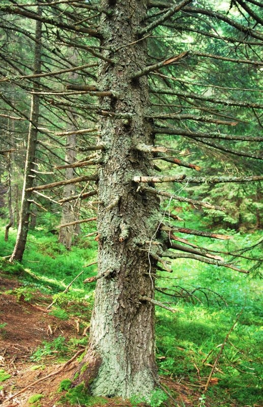 Old tree with sharp branches | Stock image | Colourbox