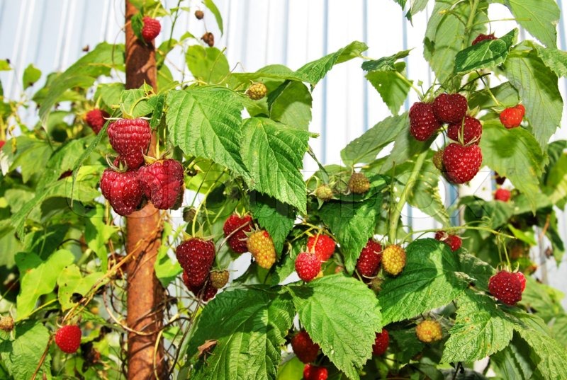 Raspberry plantation | Stock image | Colourbox