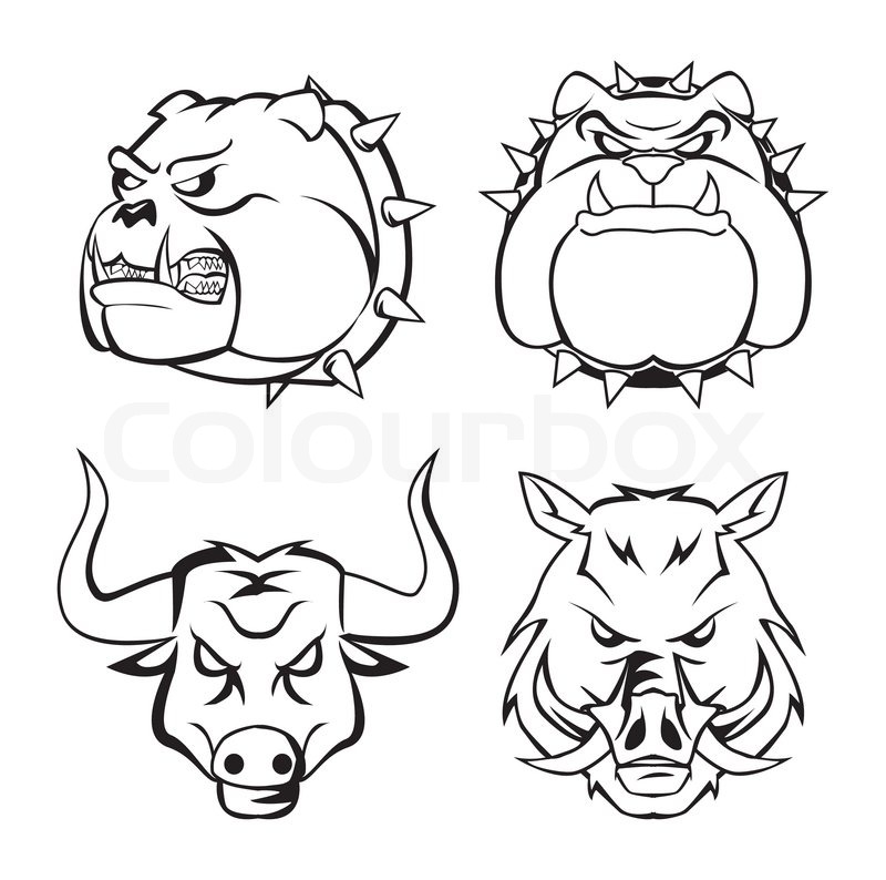 Wild Boar Face Drawing